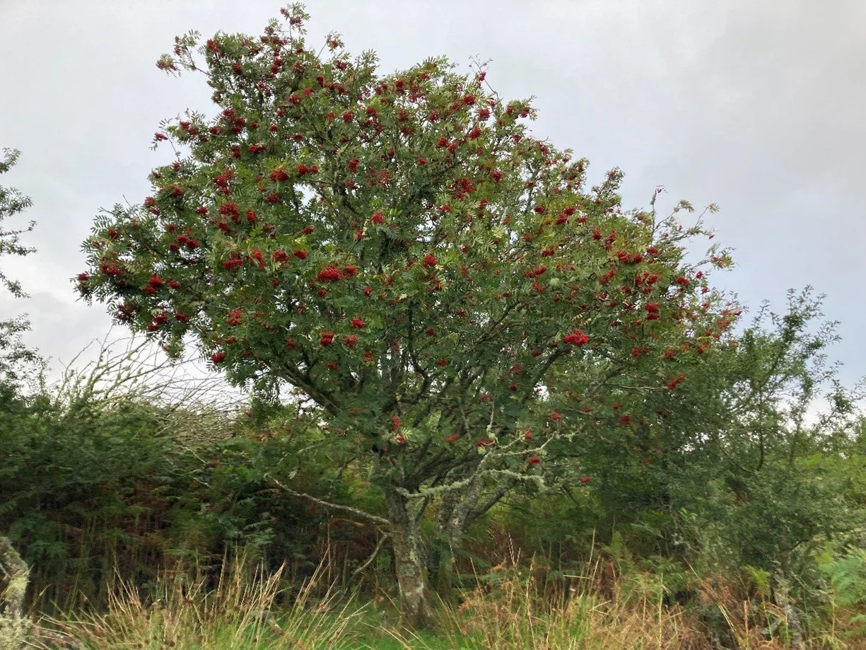 Rowan Berries - a key resource for wildlife — Highlands Rewilding