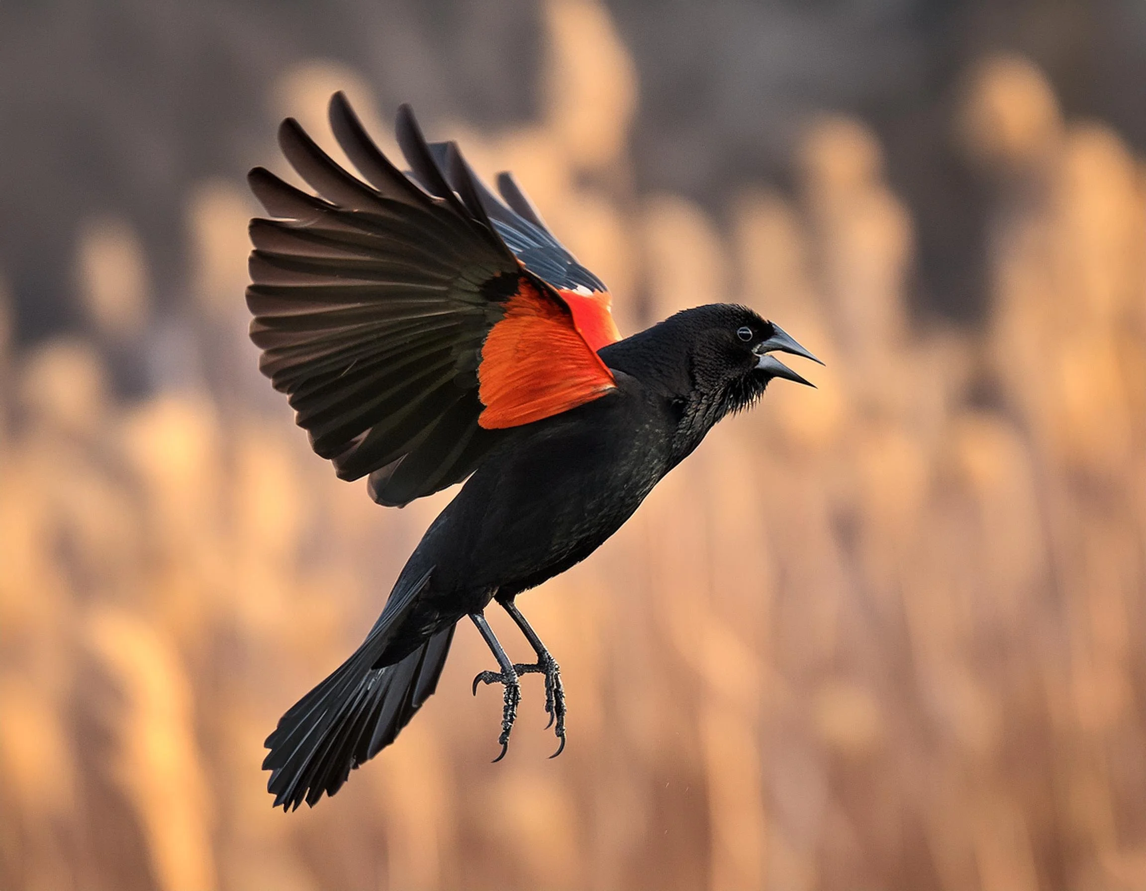 The Showy Songbird: All About Red-winged Blackbirds — Ant Sanders - A ...
