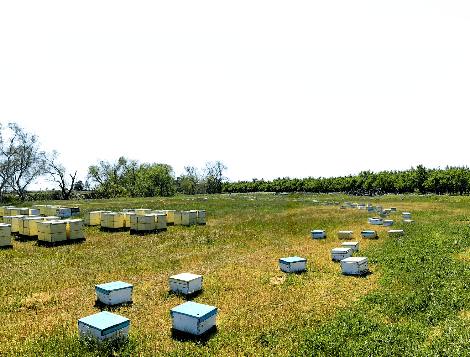 Buzz's Bees