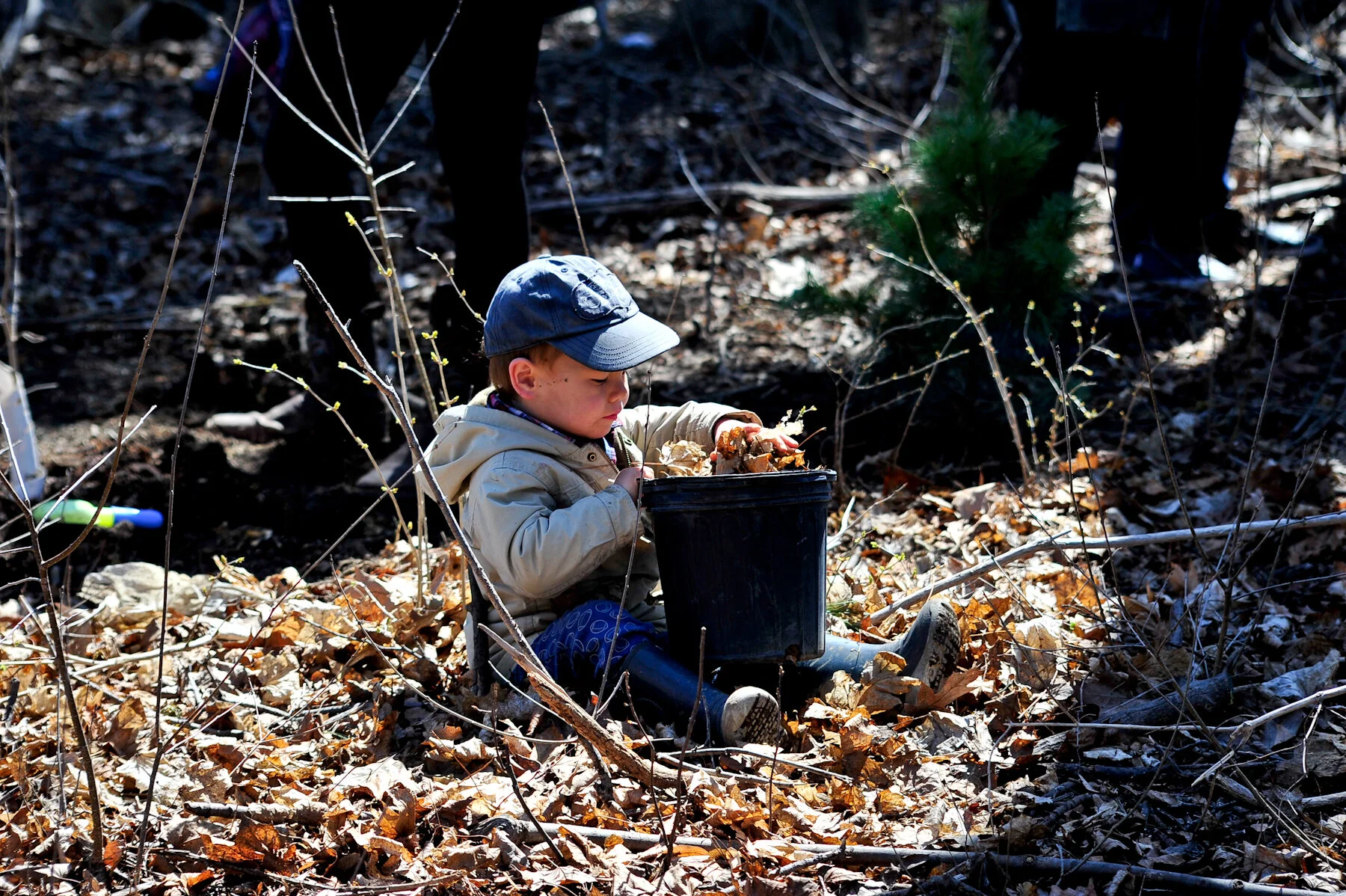 Why Trees More Facts — Canadian Trees for Life