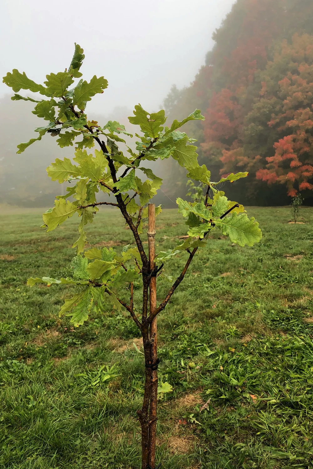 Get to Know your Native Trees: The Oak — Canadian Trees for Life