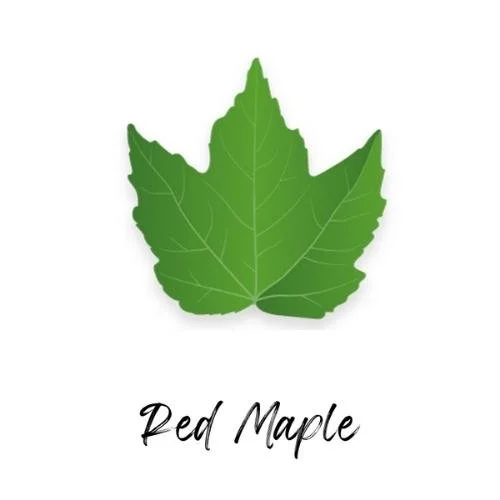 Get To Know The Maple — Canadian Trees for Life