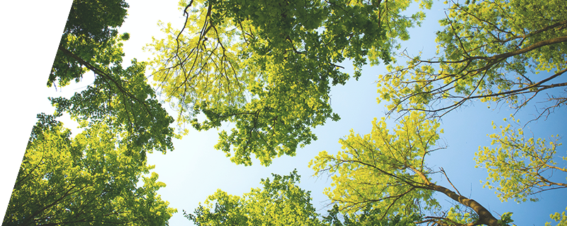 Canadian Trees for Life