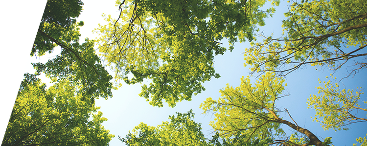 Canadian Trees for Life