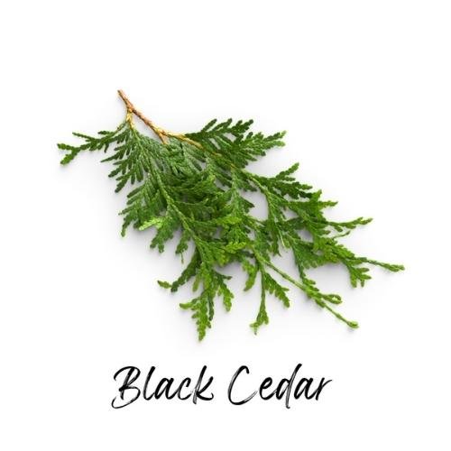 Get To Know Your Native Conifers — Canadian Trees for Life