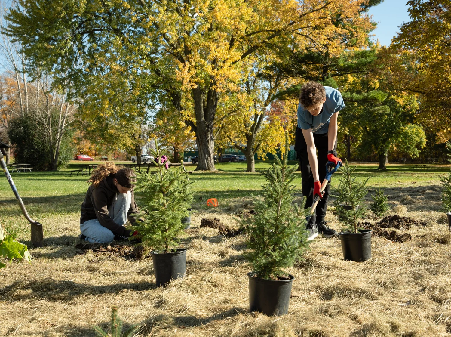 Canadian Trees for Life