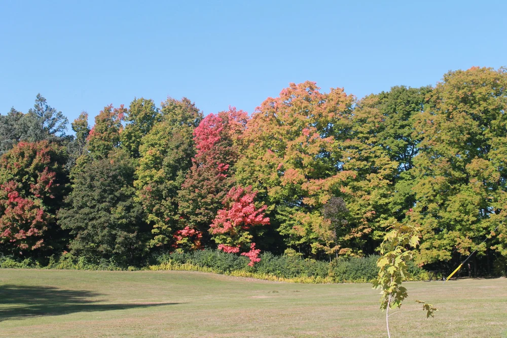 Take Action — Canadian Trees for Life