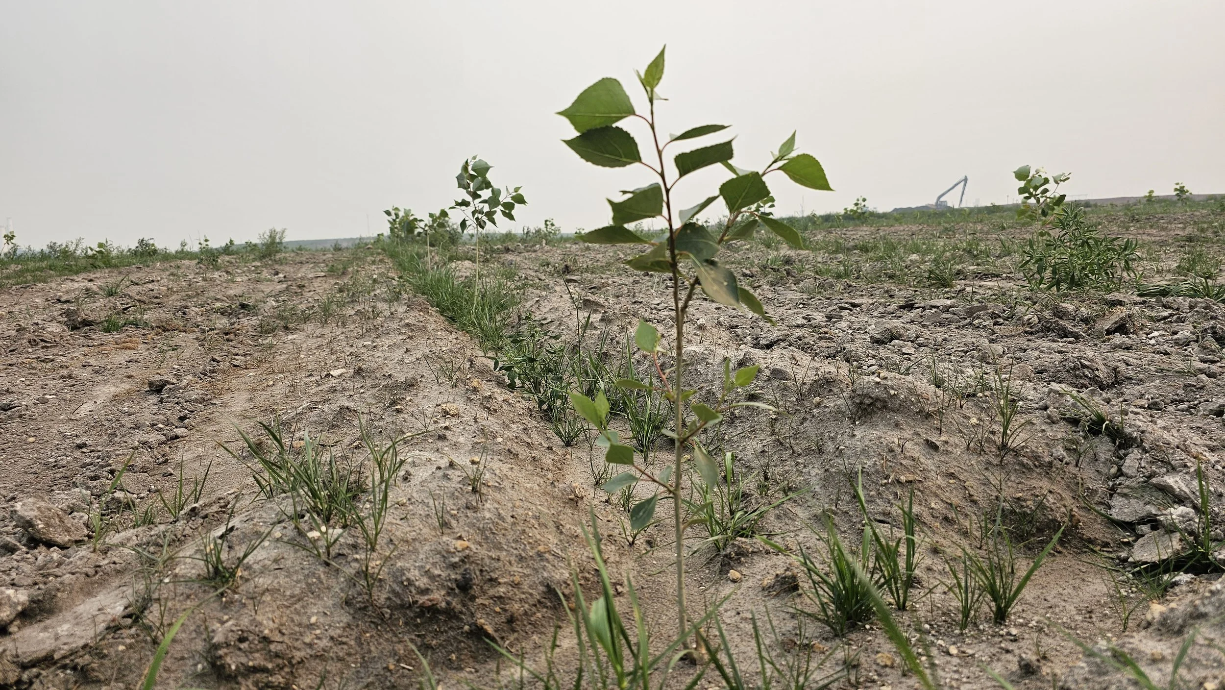 The Project Forest & Nutrien Partnership — Canadian Trees for Life