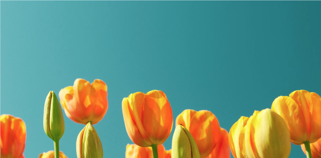 Metro Gymnastics Center - Where kids get a jump on life!