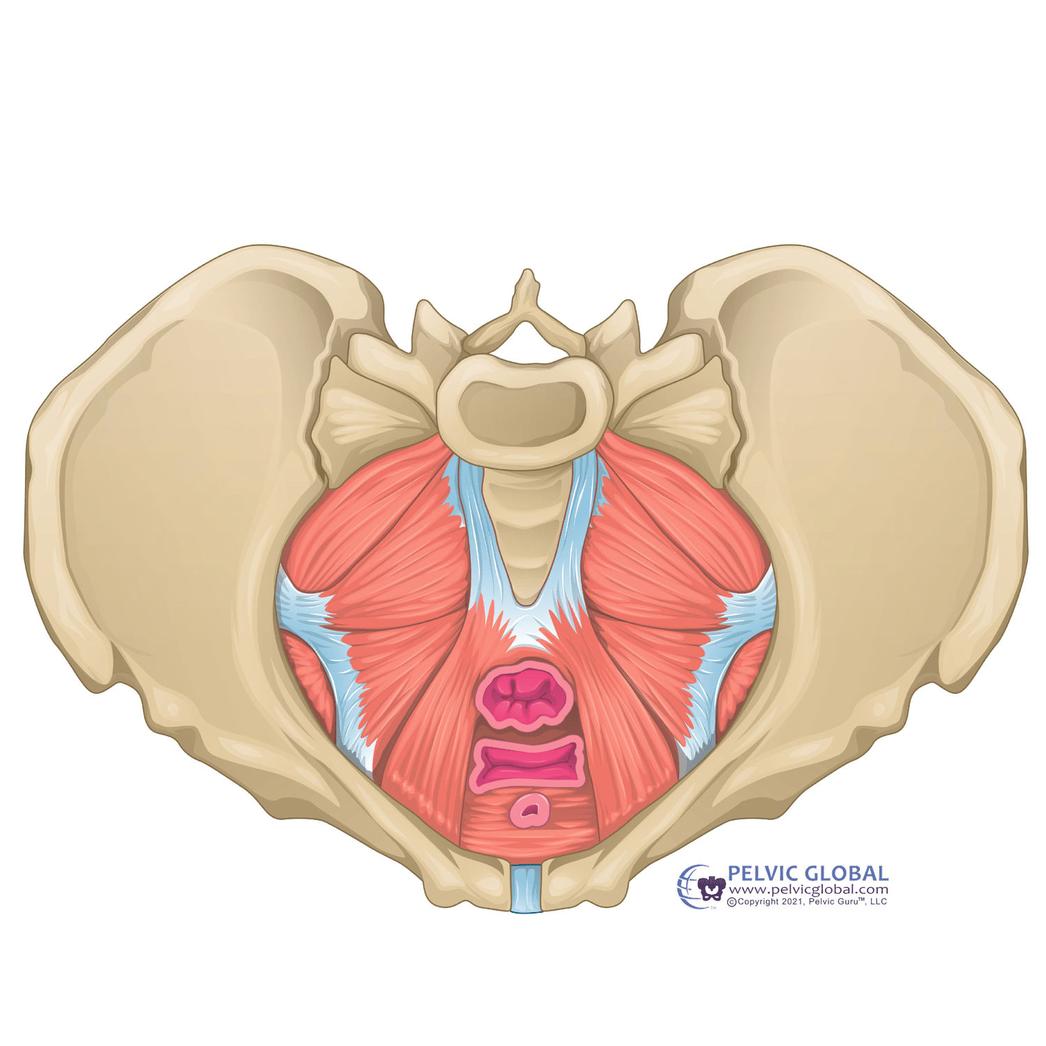 What is a Pelvic Floor? - All Pelvic Health - Austin, TX — All Pelvic ...
