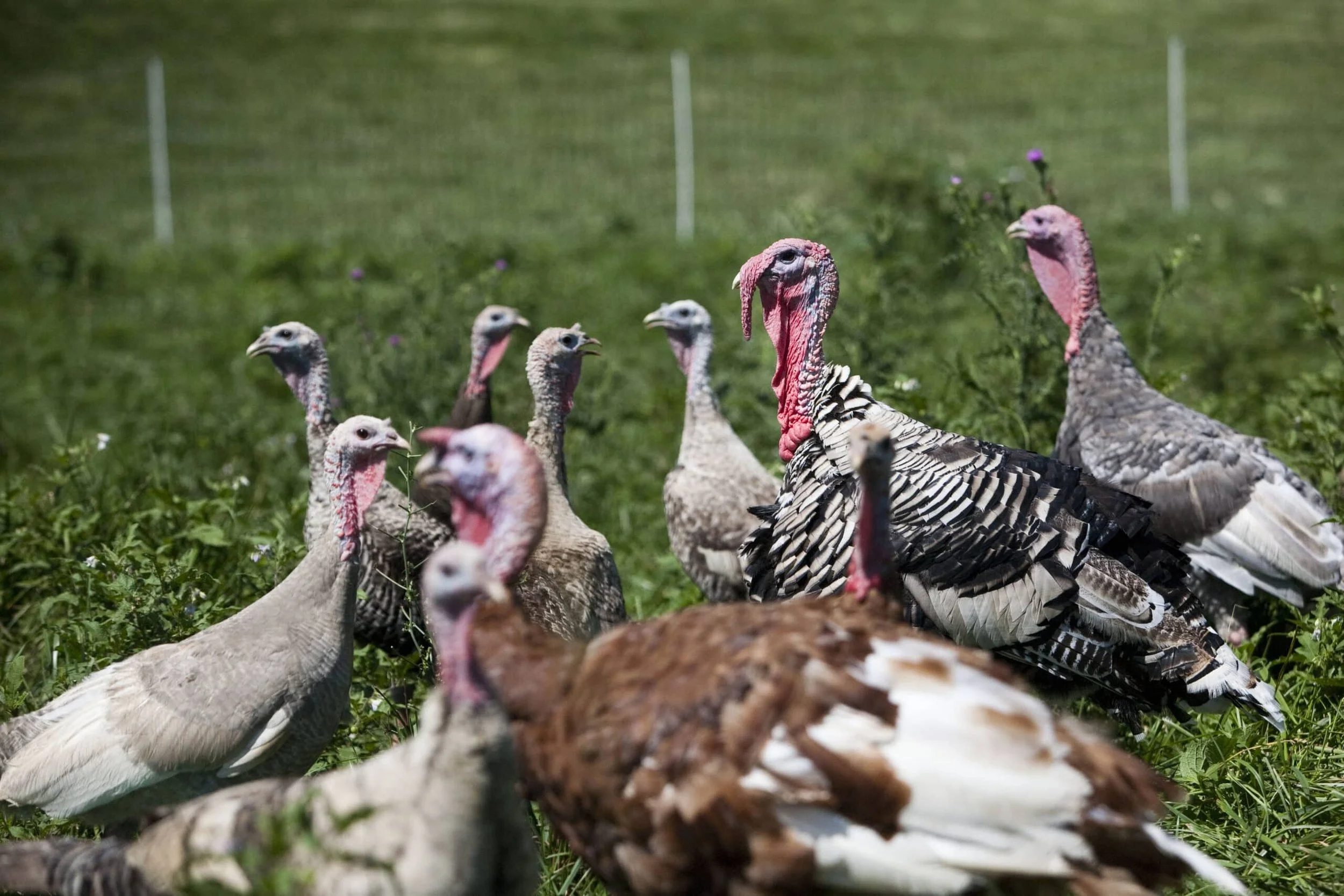 Stehly Farms Organics