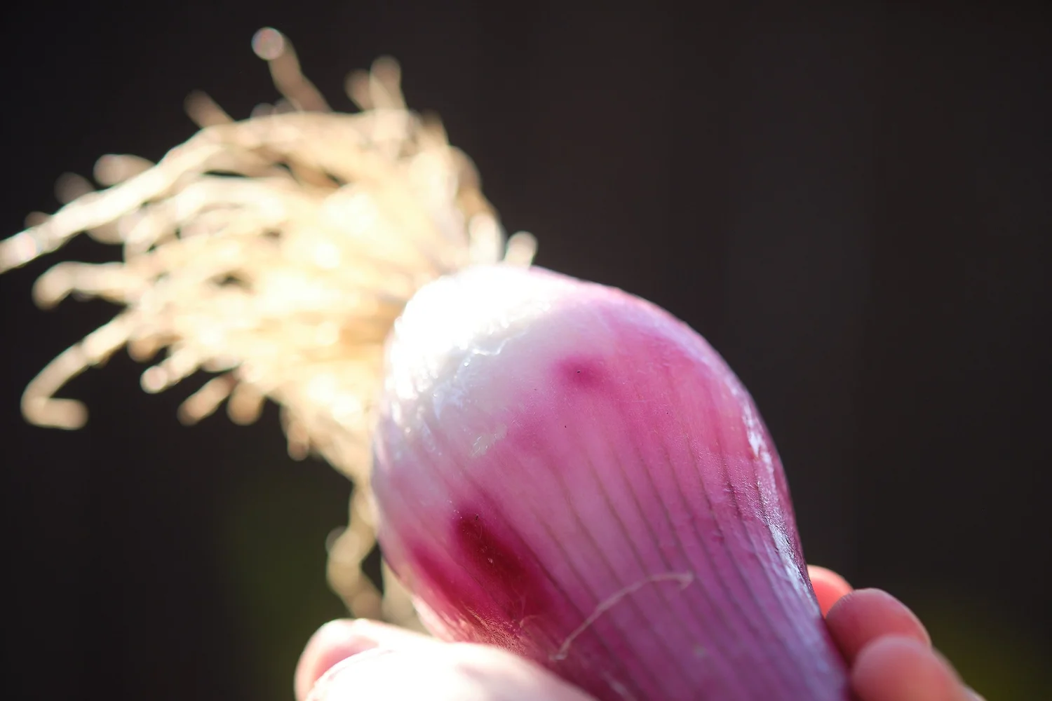About — Stehly Farms Organics