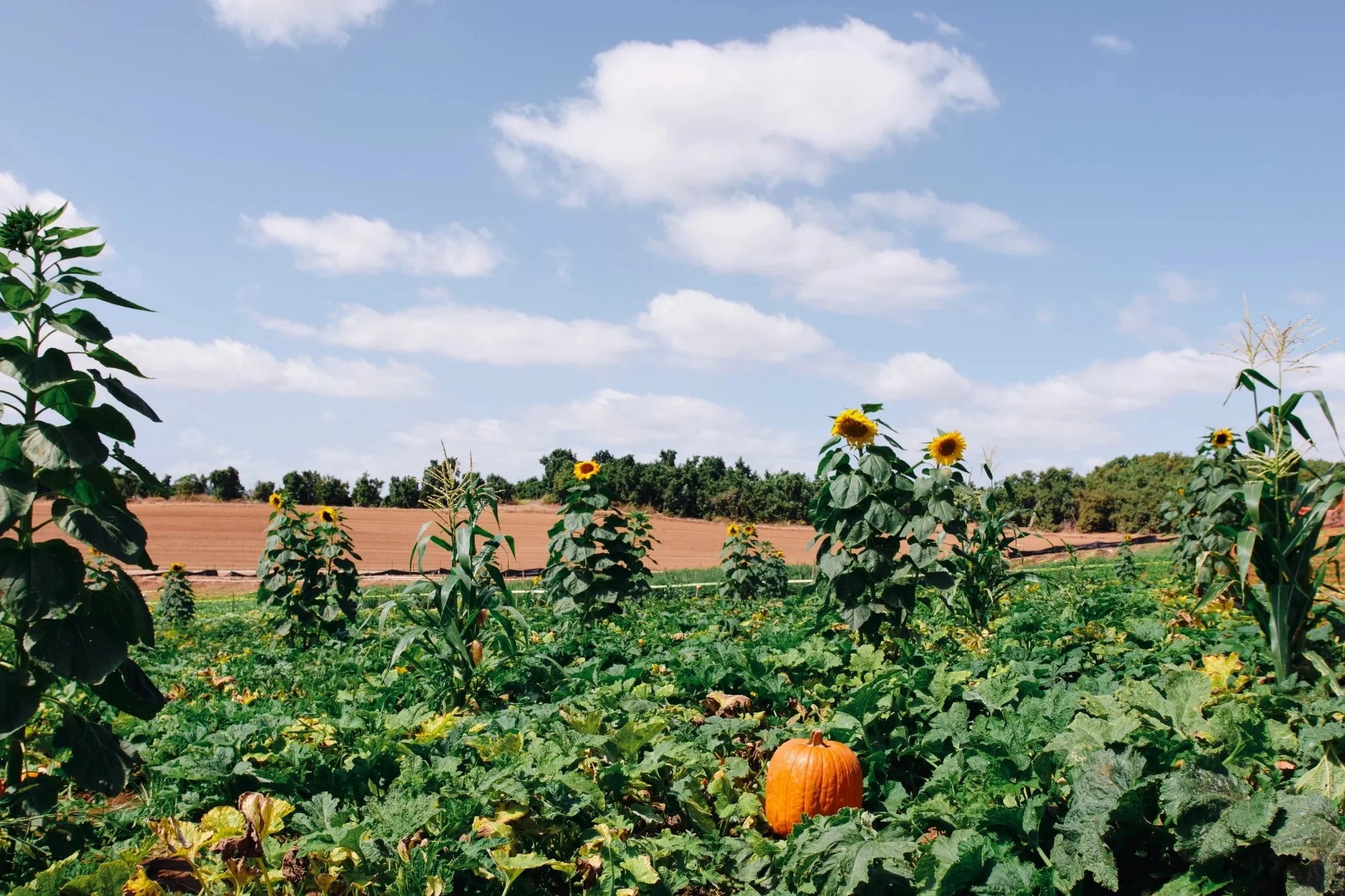 Stehly Farms Organics