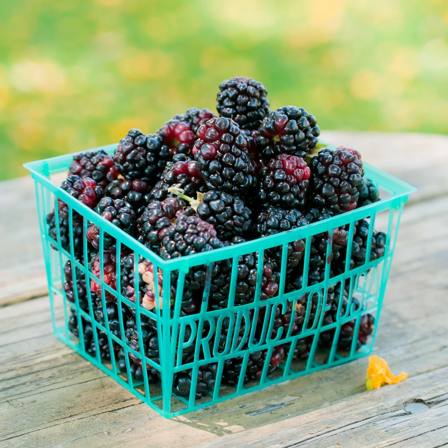 Stehly Farms Organics