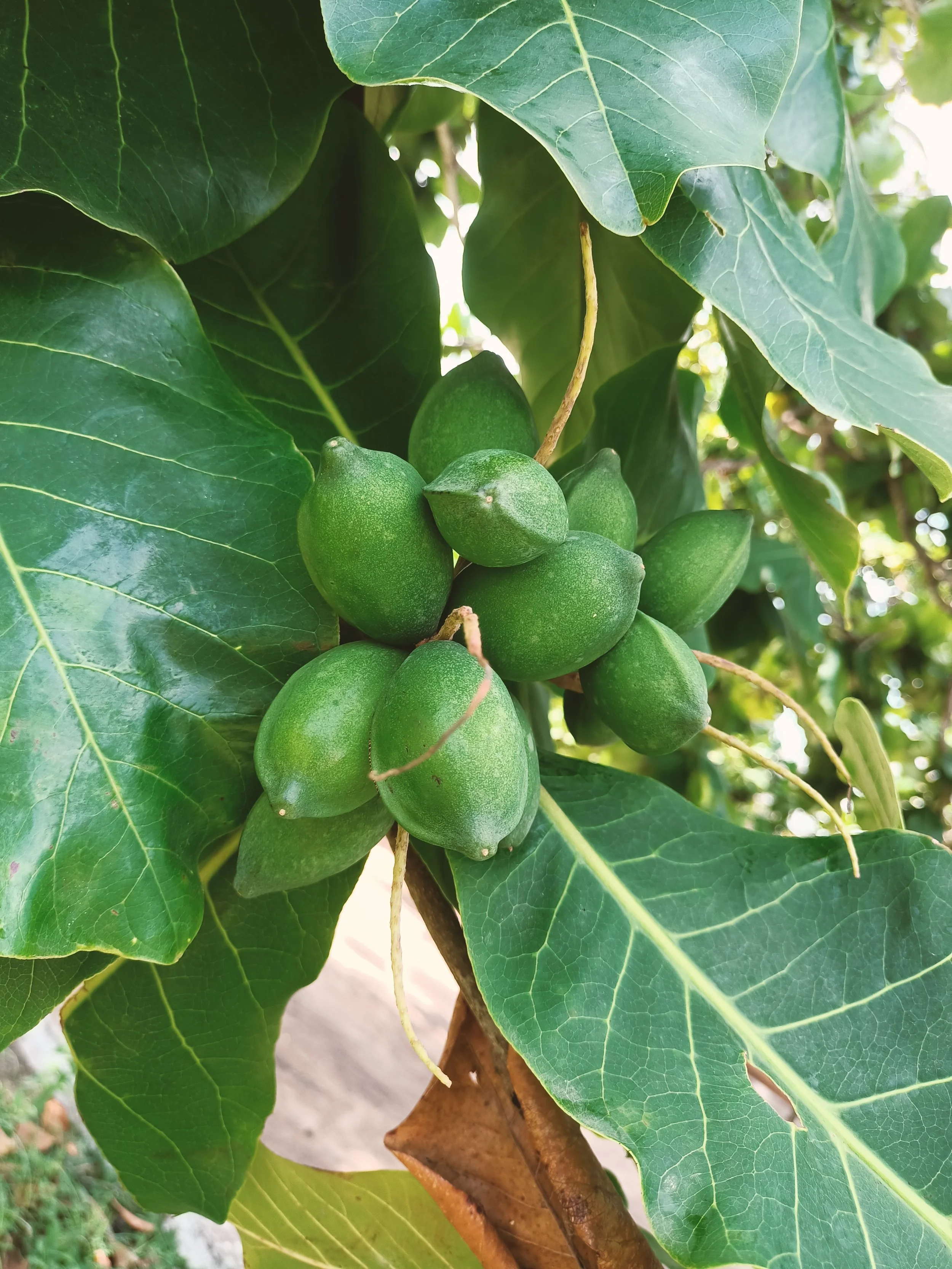 Products | Kumbatia Seafood