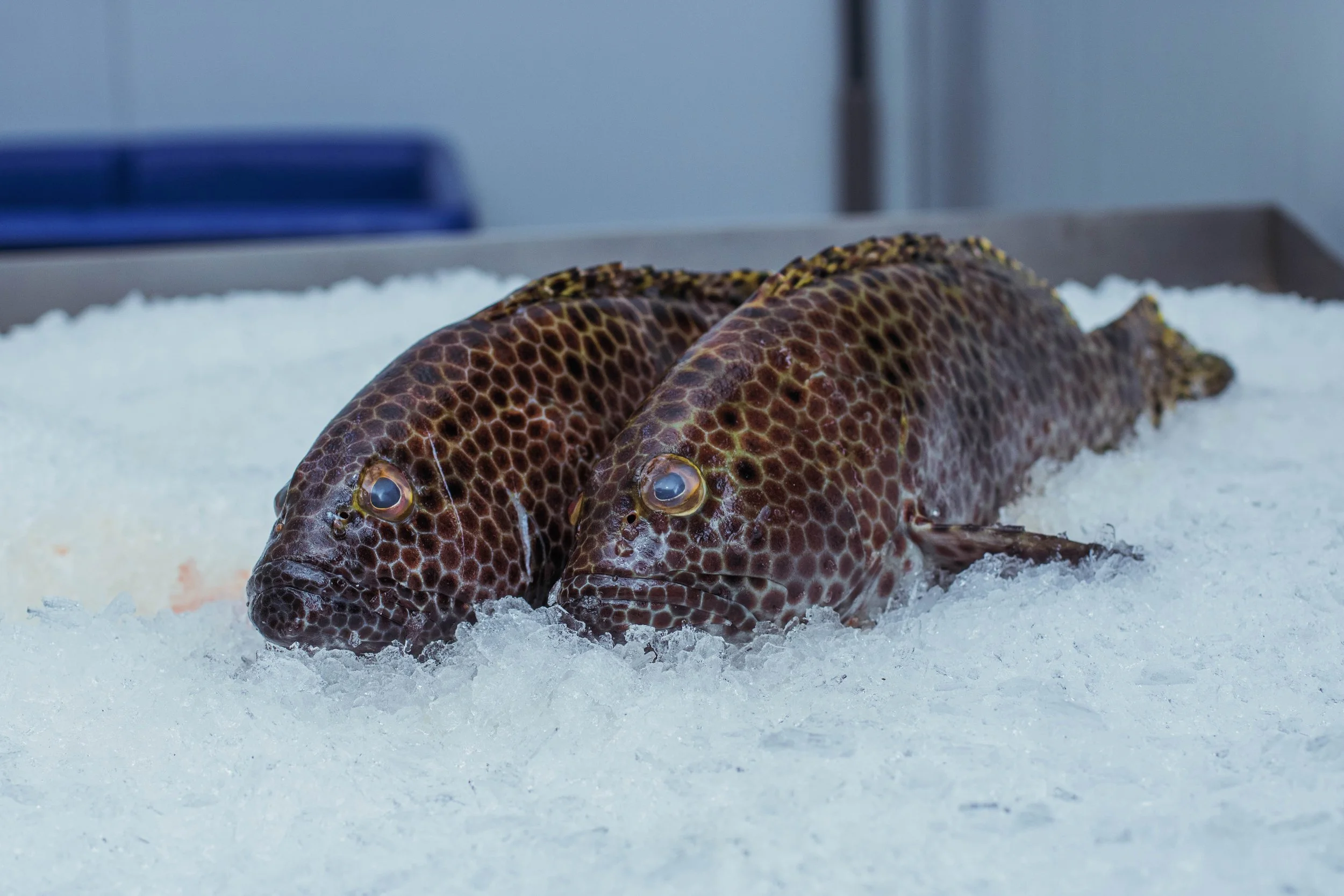 Products | Kumbatia Seafood