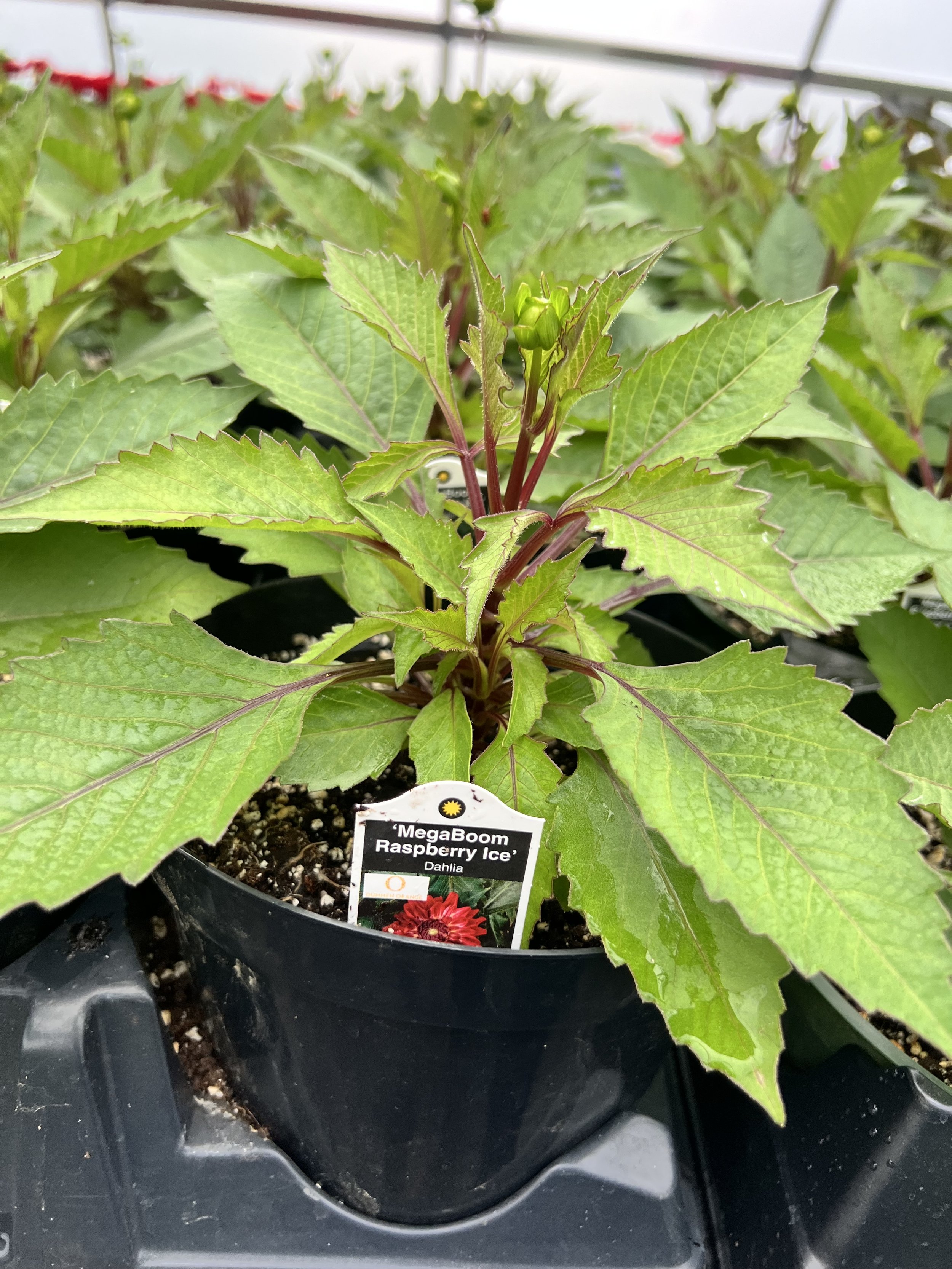 Store 1 — Valley Dream Farm