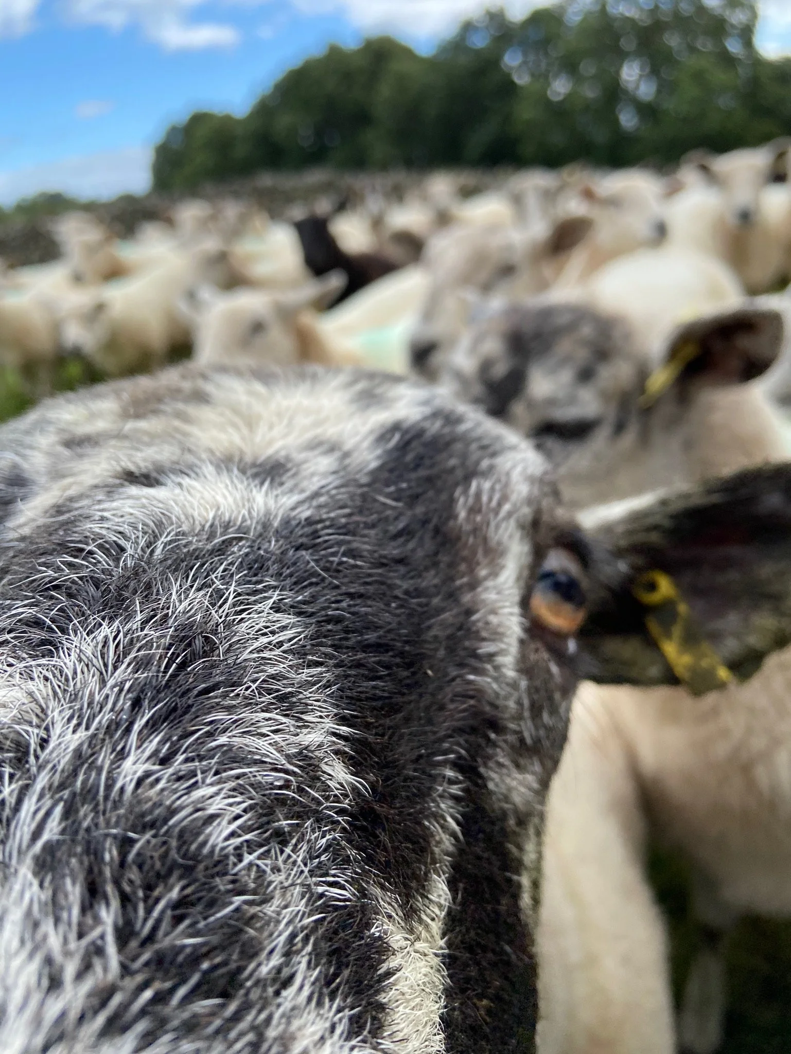 Miller Farming - WORKING FARM TOURS IN THE LAKE DISTRICT