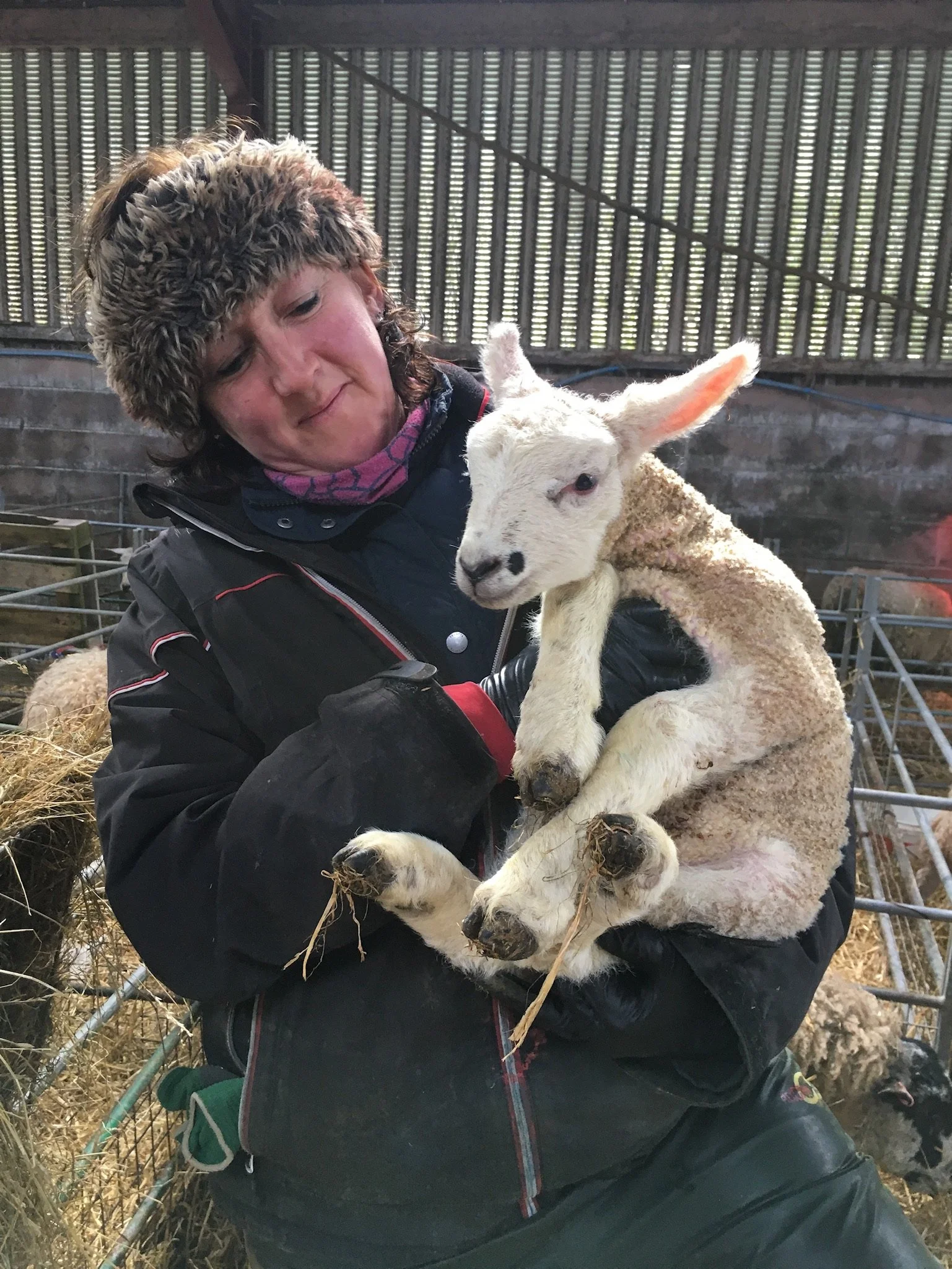Miller Farming - WORKING FARM TOURS IN THE LAKE DISTRICT