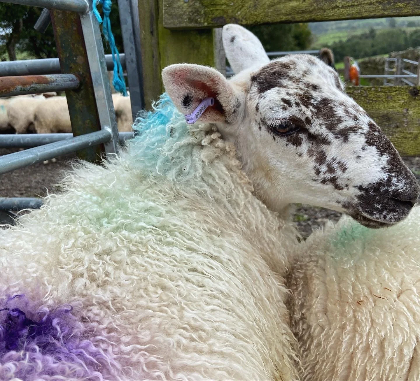 Miller Farming - WORKING FARM TOURS IN THE LAKE DISTRICT
