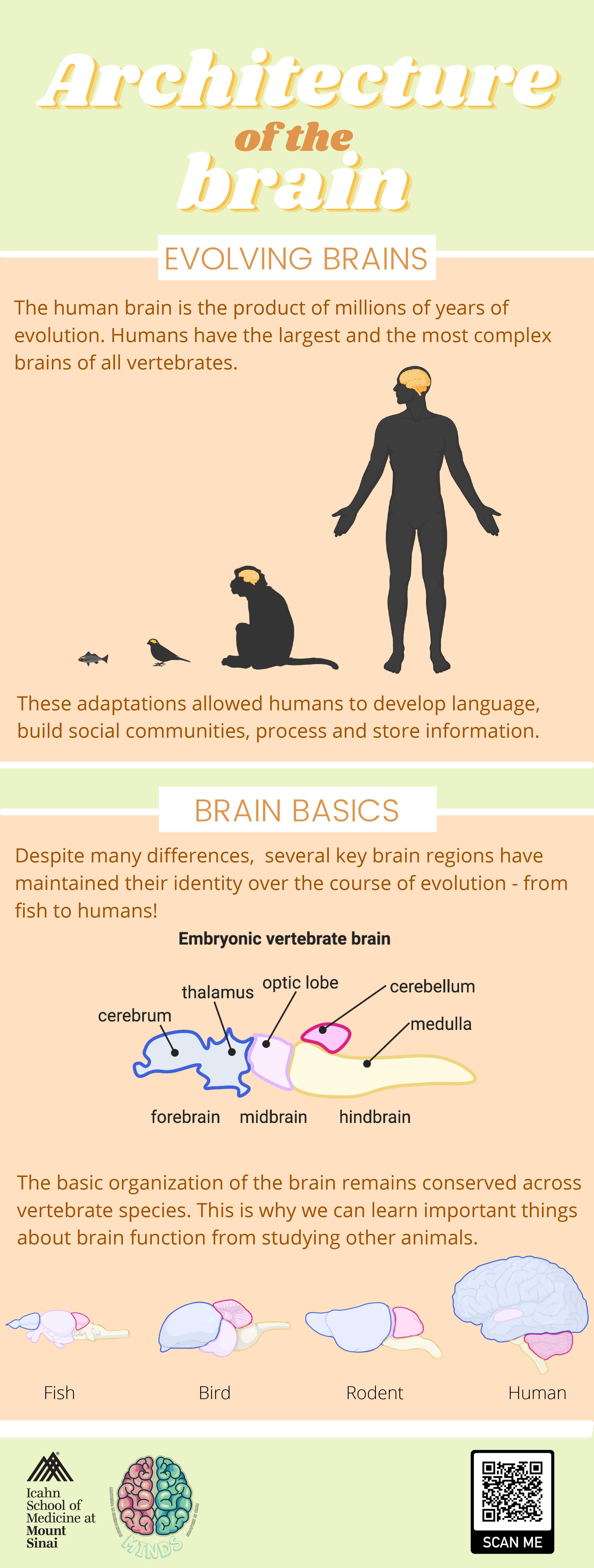 Brain Evolution — MiNDS