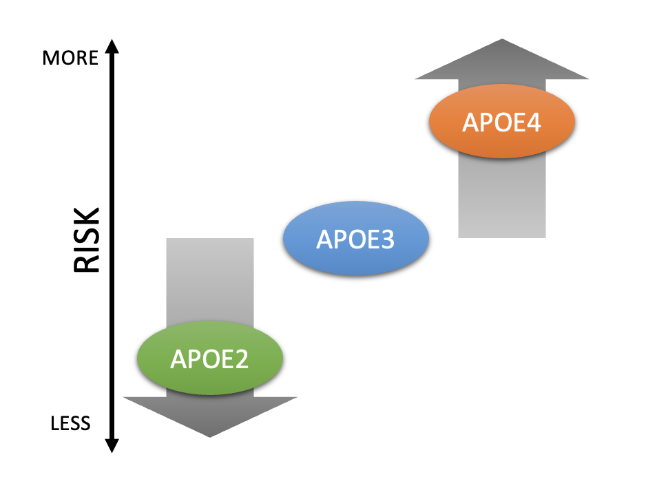 Should you get genetic testing for your APOE isoform? — MiNDS