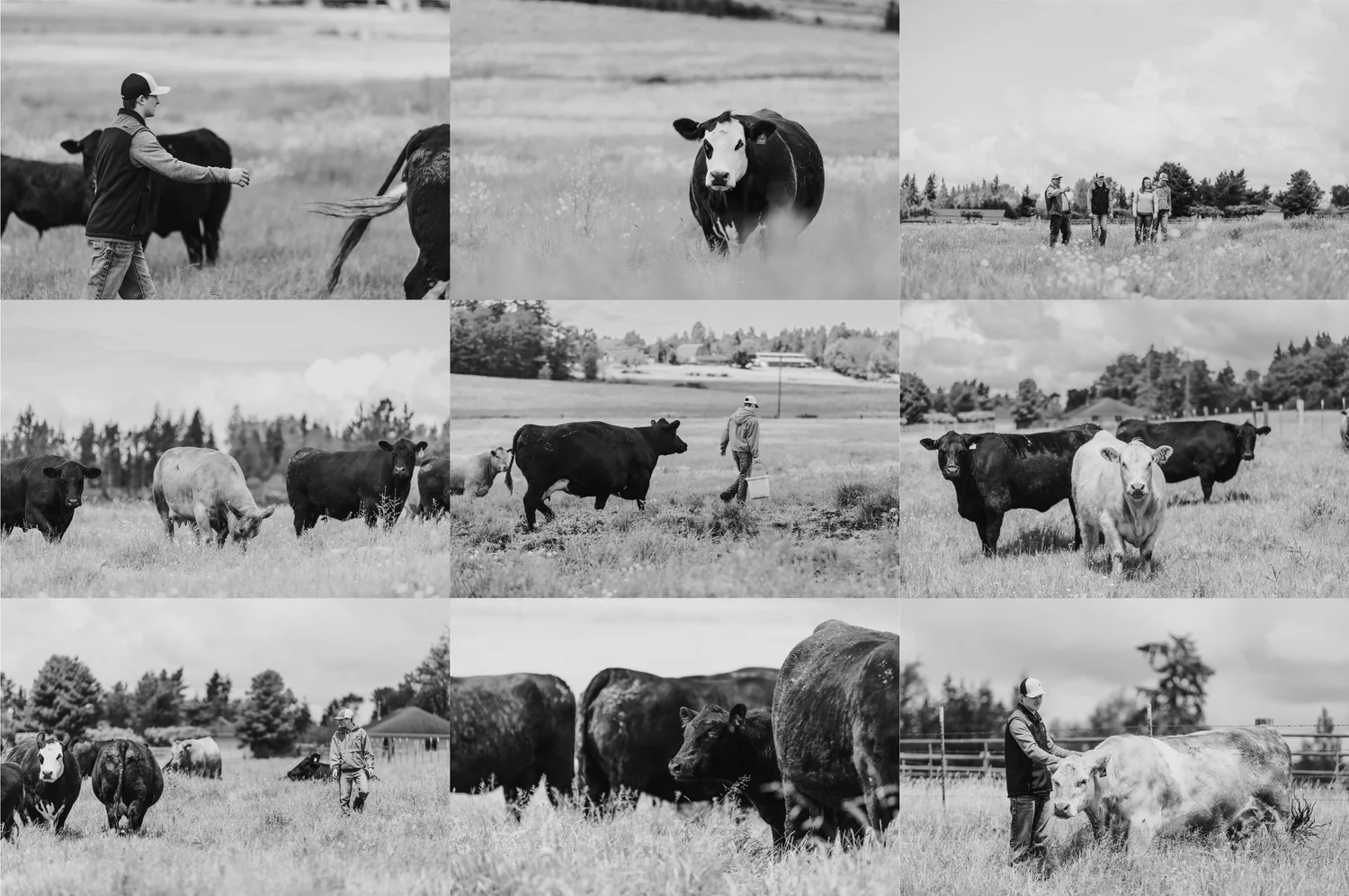 Main Cattle Co