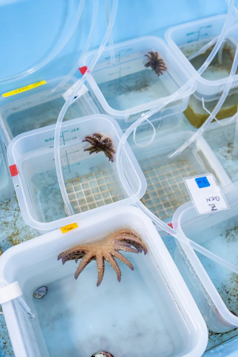 Development — Sunflower Star Laboratory