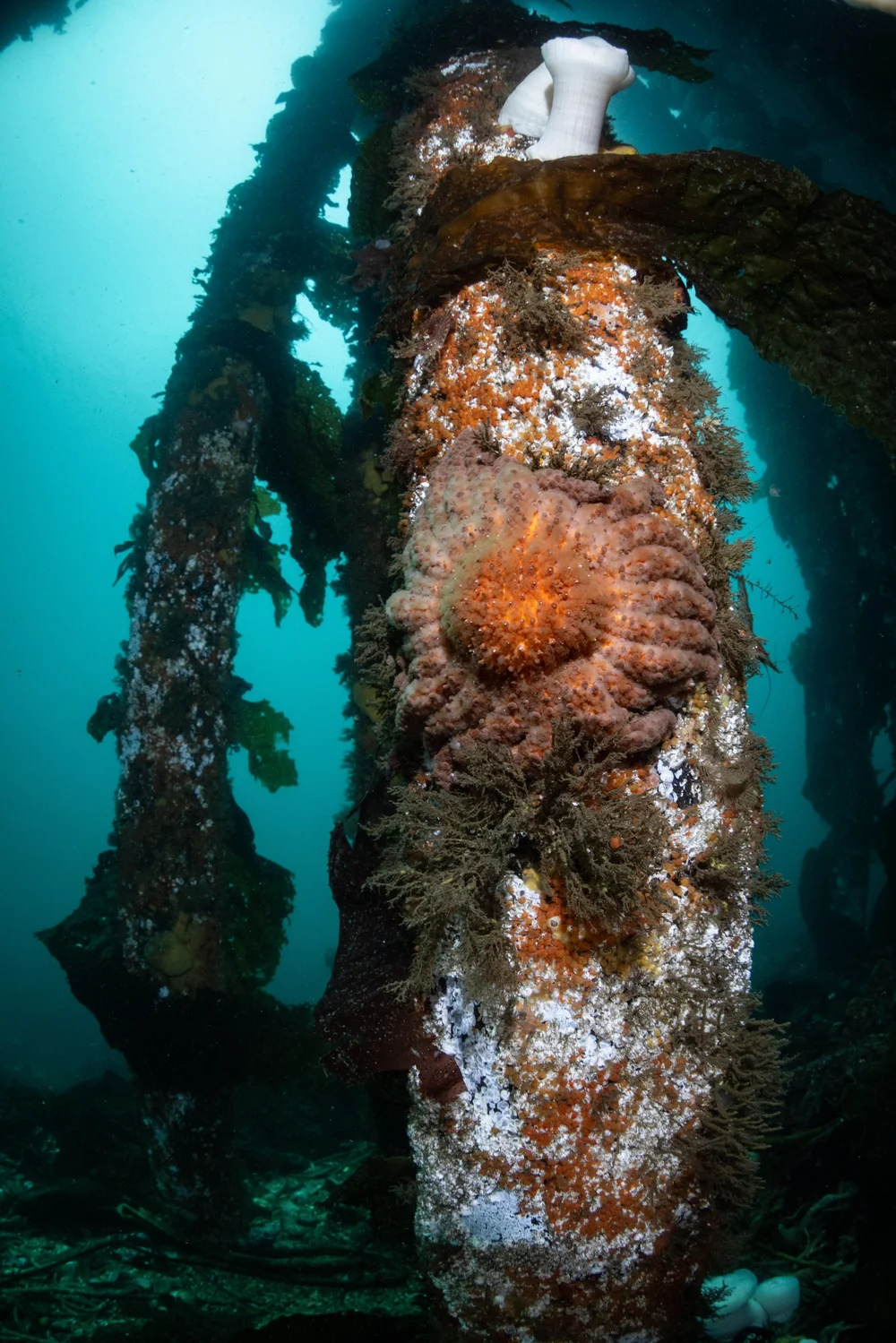 Mission — Sunflower Star Laboratory