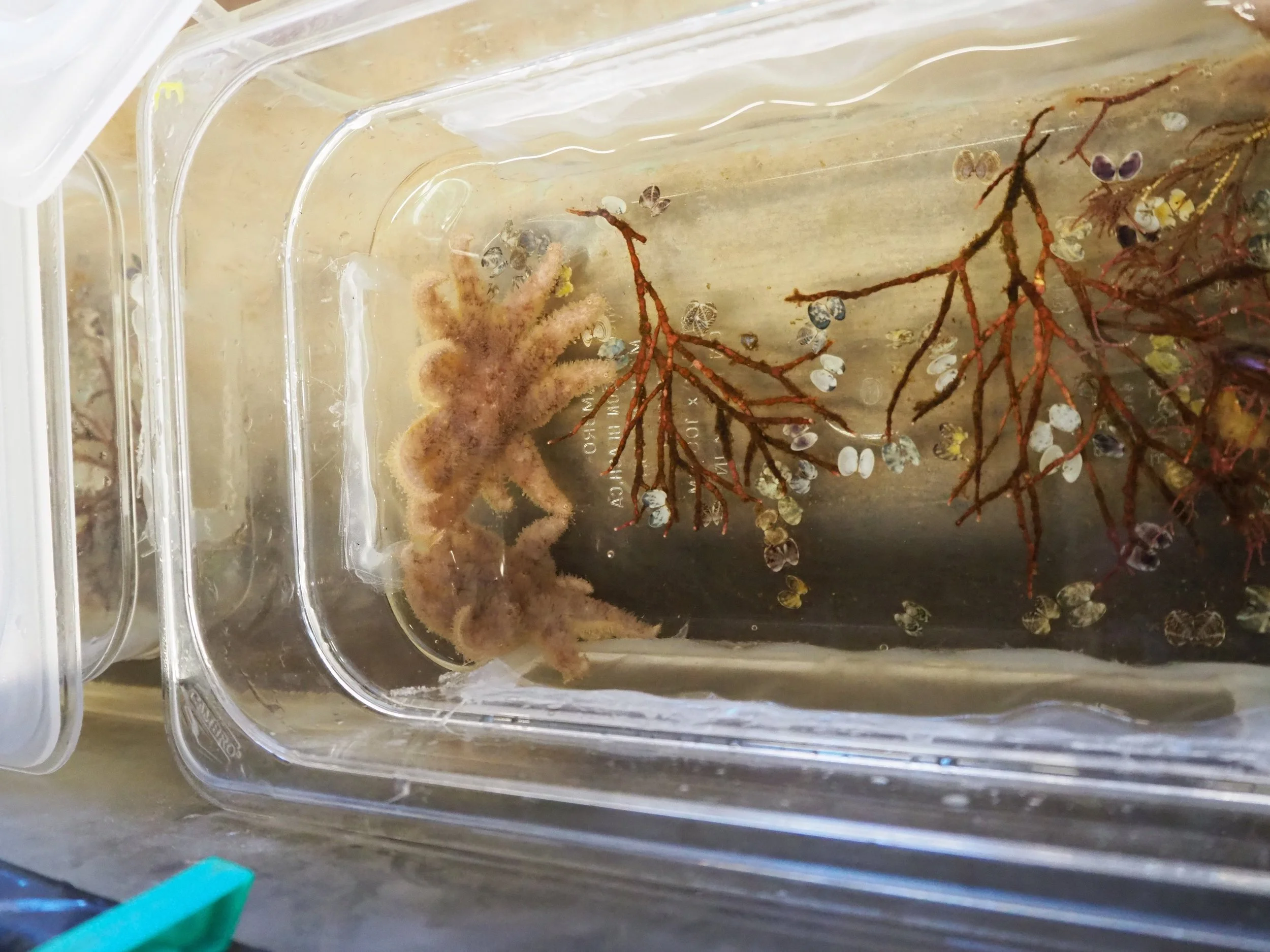 Development — Sunflower Star Laboratory