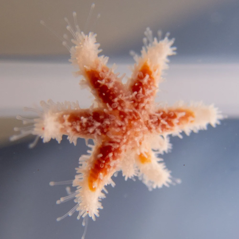 Laboratory — Sunflower Star Laboratory