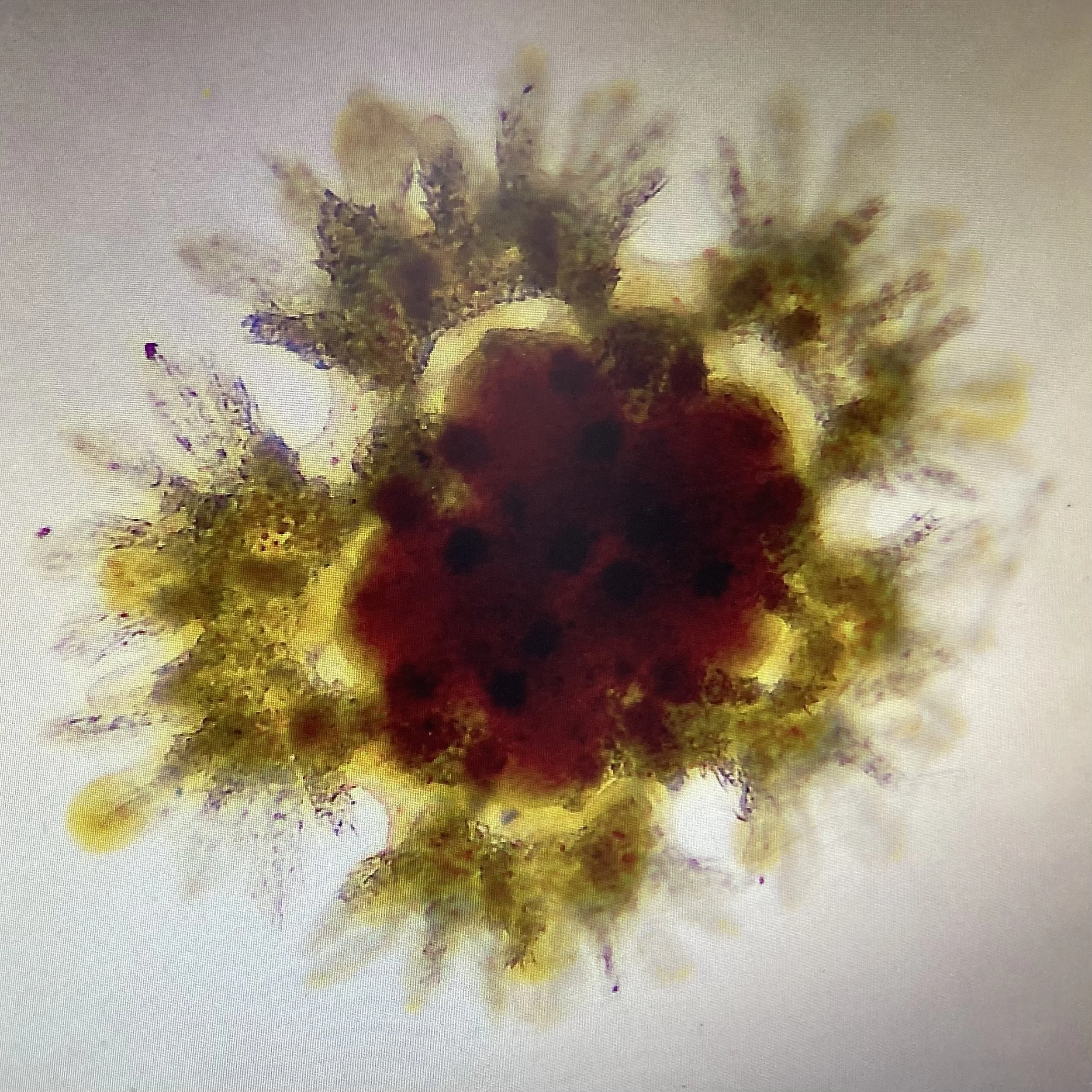 Laboratory — Sunflower Star Laboratory