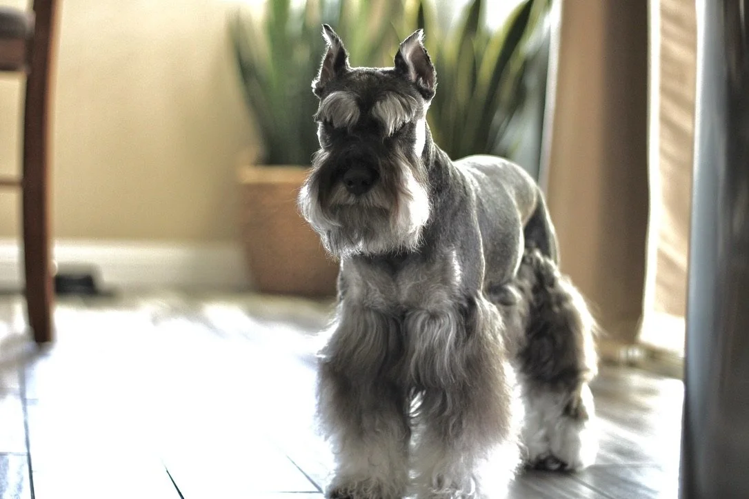 Mini Schnauzer Stud Service in Southern California. Champion Bloodlines ...
