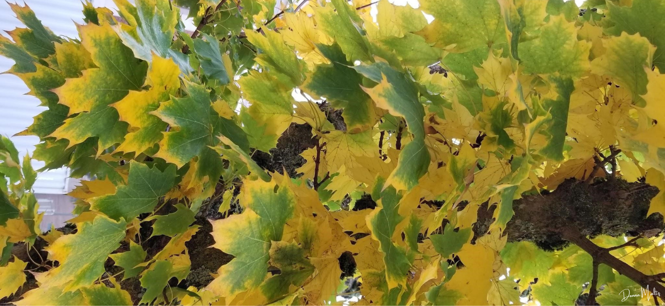 The Most Powerful Way to Heal ~ Ho'oponopono — Donna Maltz