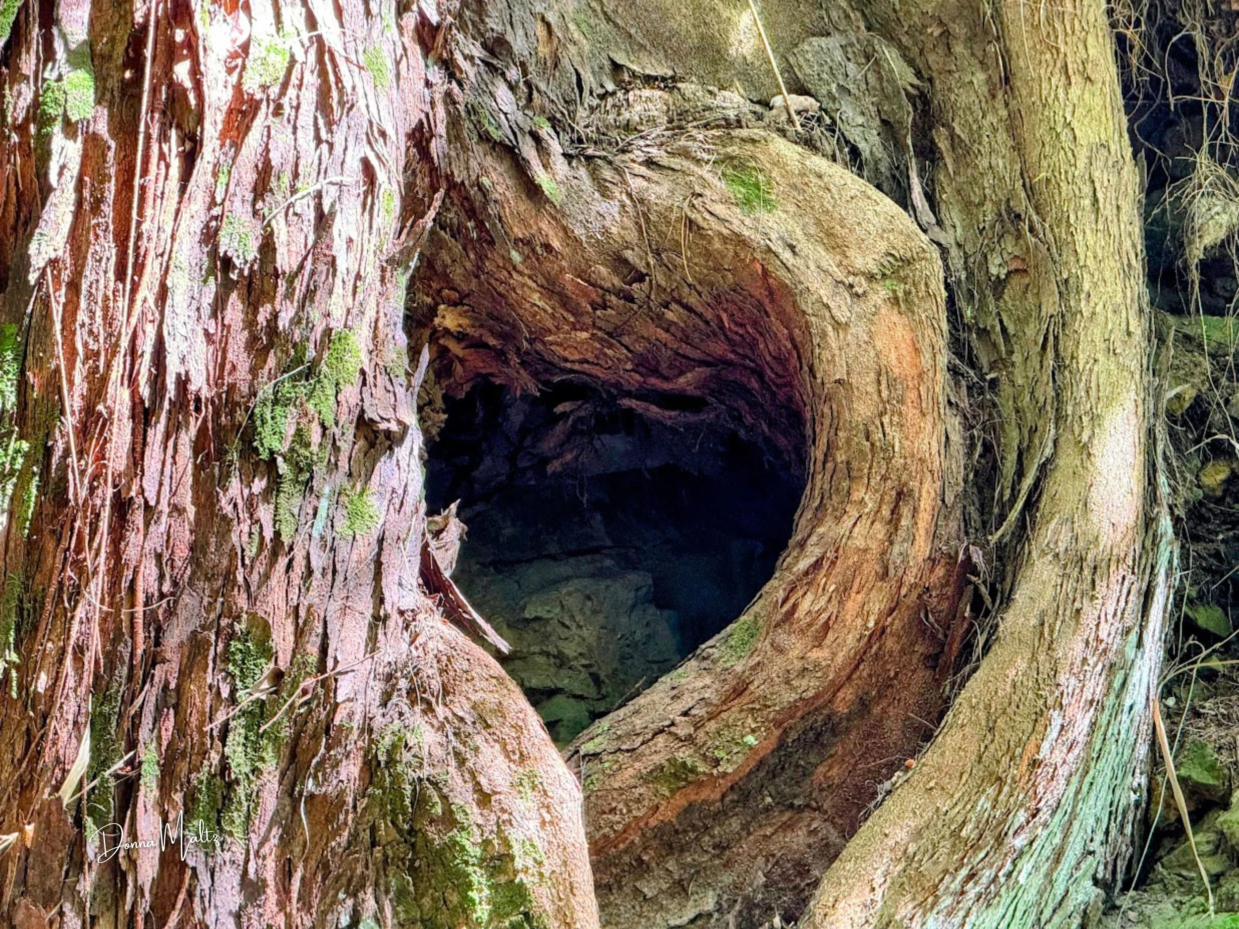 Navigating the Depths of Grief — Donna Maltz