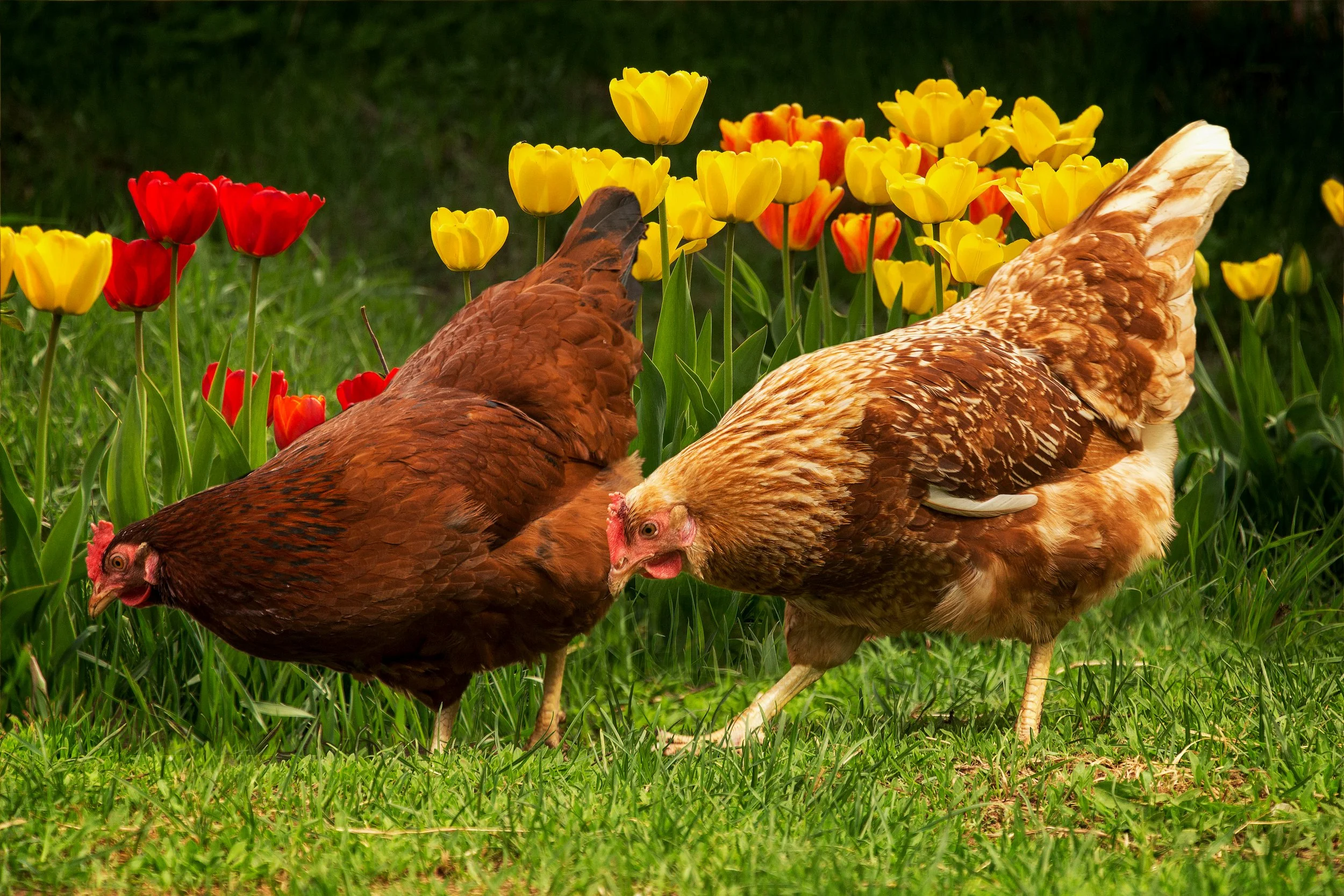 13 Hens Farm | Maple Valley, WA | Sustainably Produced Vegetables, Eggs ...