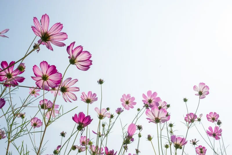 Print photos, illustrations or graphics onto hygienic PVC wall cladding ...