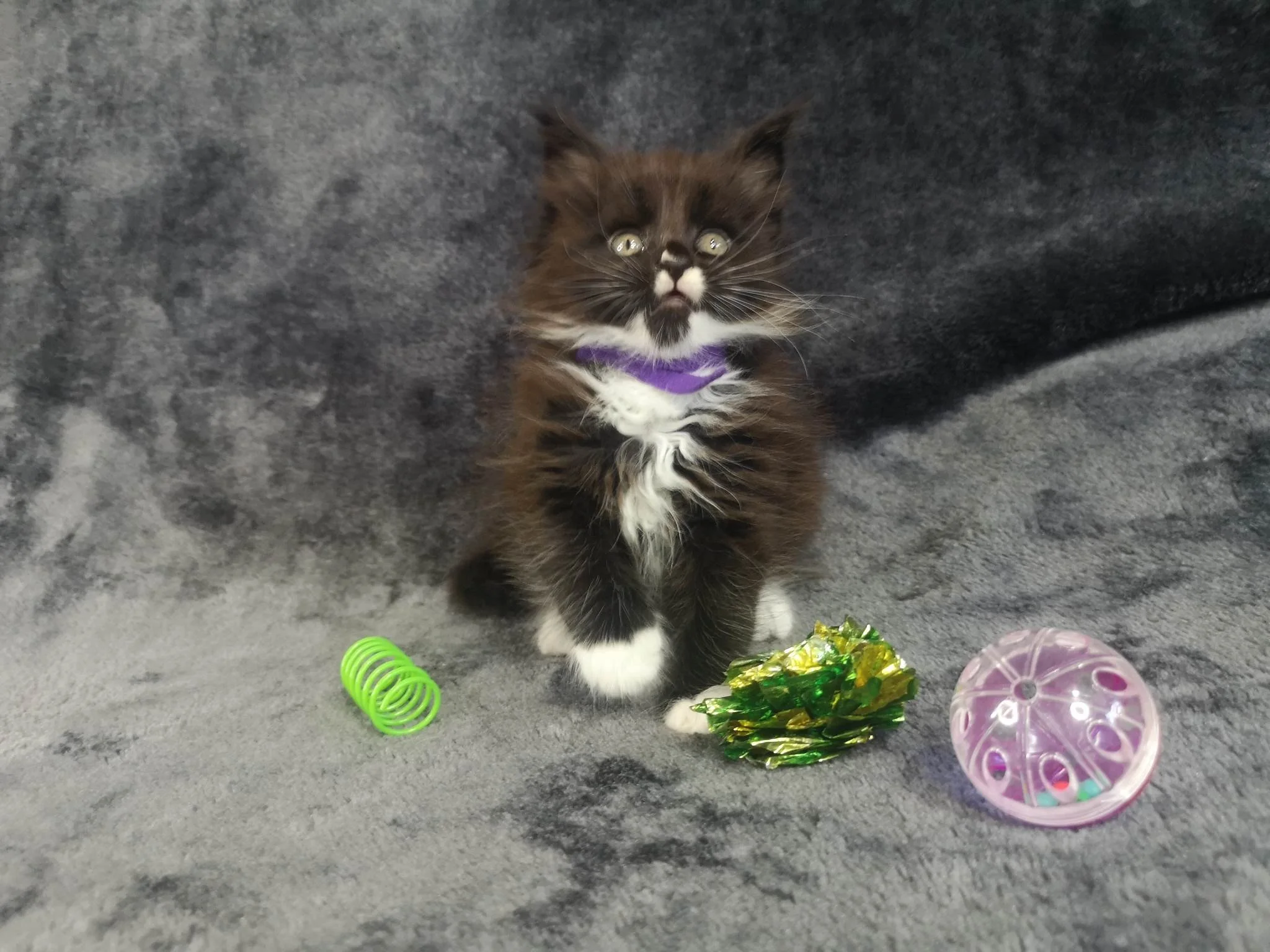 Our Kittens — Forest Tail