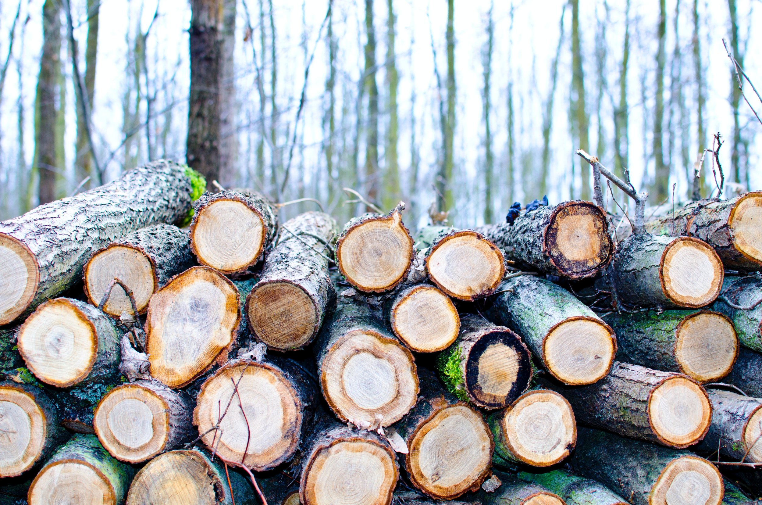 Duberville Logging