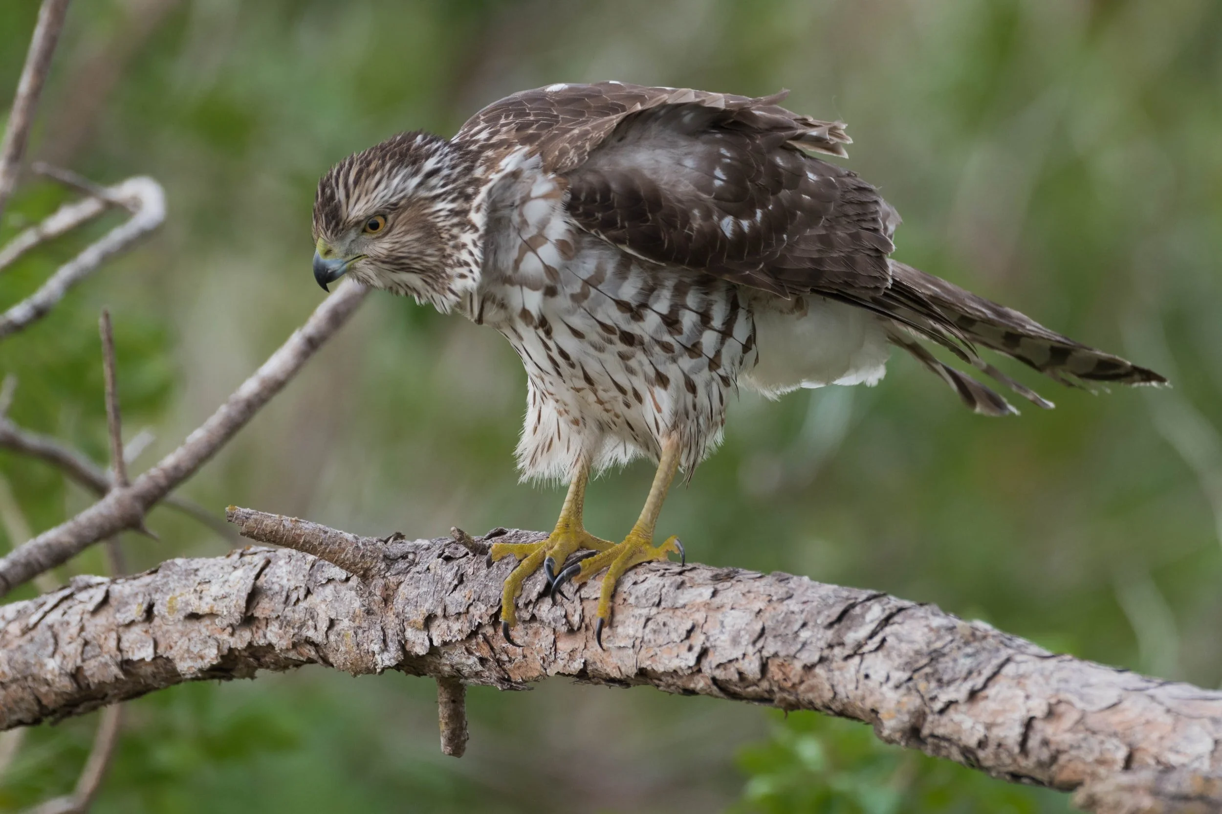 Rodenticides | Promote Safe Rodent Control Today — Ojai Raptor Center