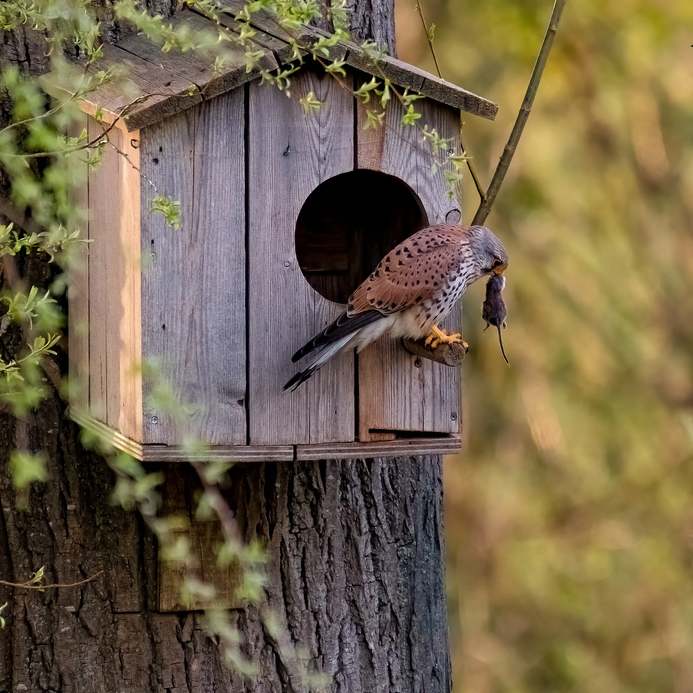 Owl Boxes & Raptor Perches — Ojai Raptor Center
