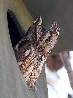 Owl Boxes & Raptor Perches — Ojai Raptor Center