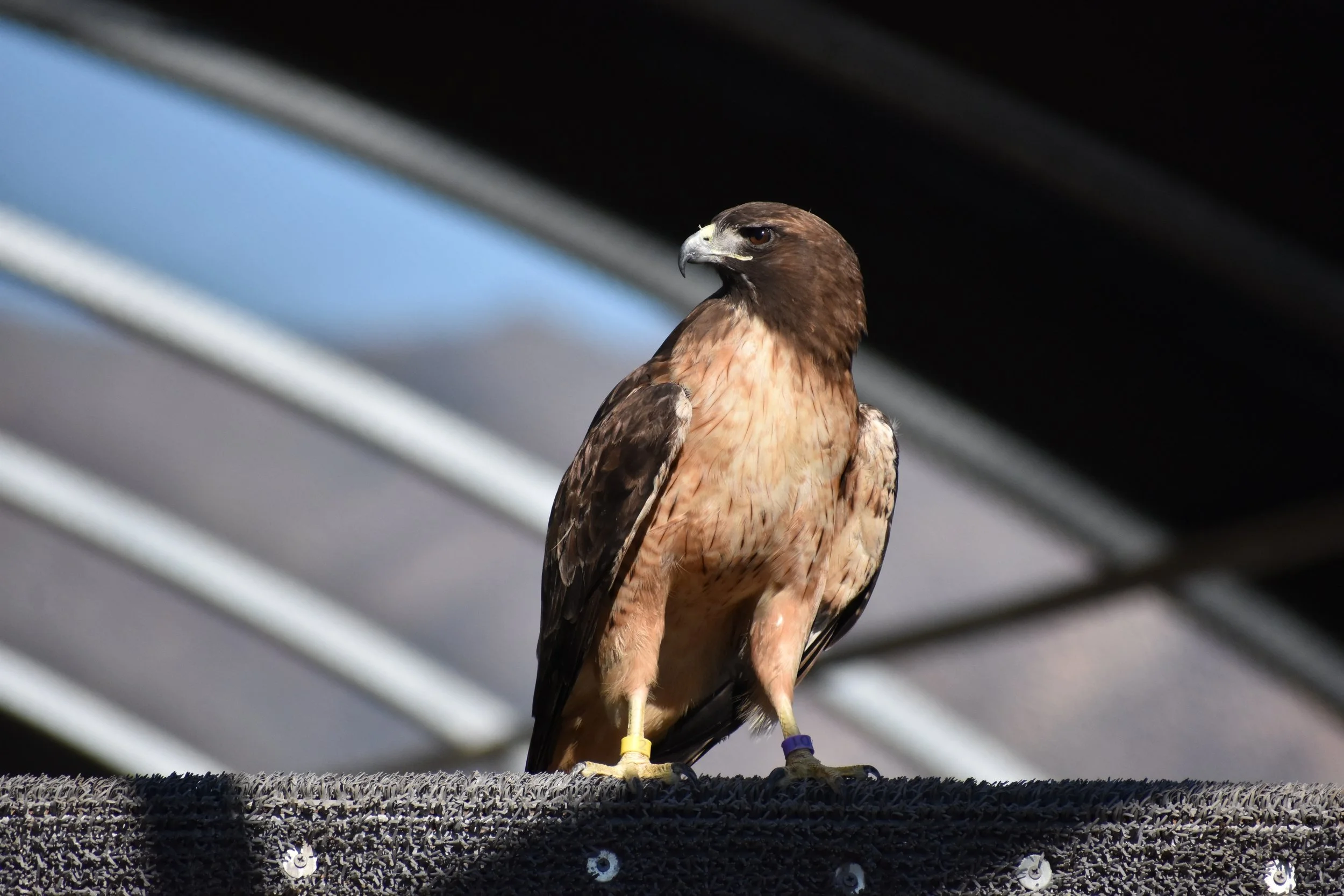 Owl Boxes & Raptor Perches — Ojai Raptor Center