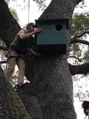Barn Owl Box Guide | Support Raptor Conservation Today — Ojai Raptor Center
