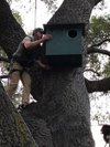 Barn Owl Box Guide Support Raptor Conservation Today — Ojai Raptor Center