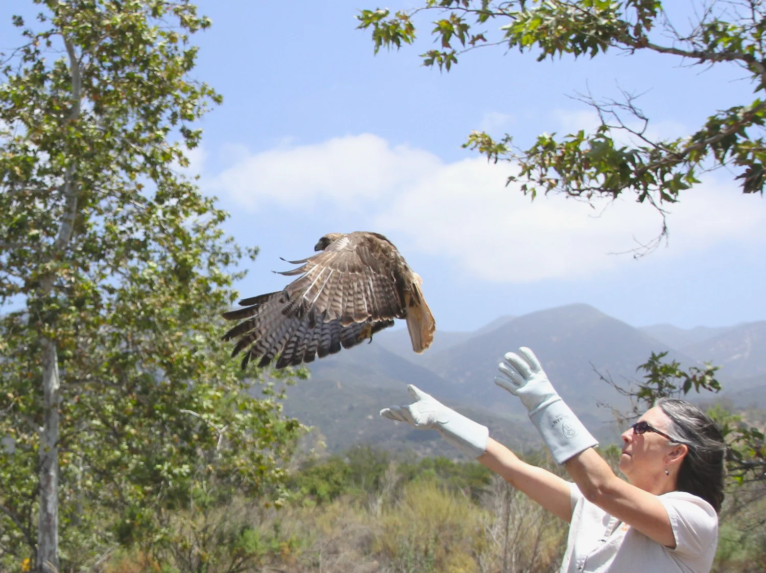 Who We Are — Ojai Raptor Center