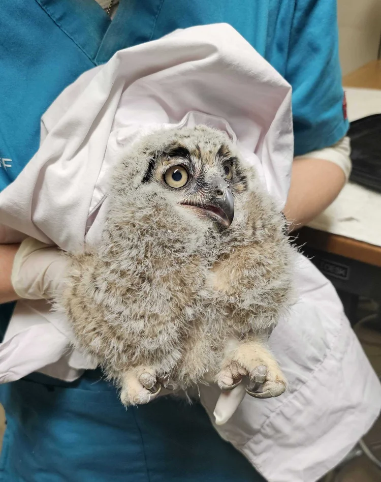 The Ojai Raptor Center