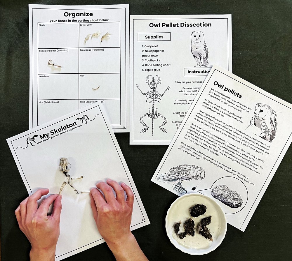 Owl Pellet Dissection Lab in English or Español — Ojai Raptor Center