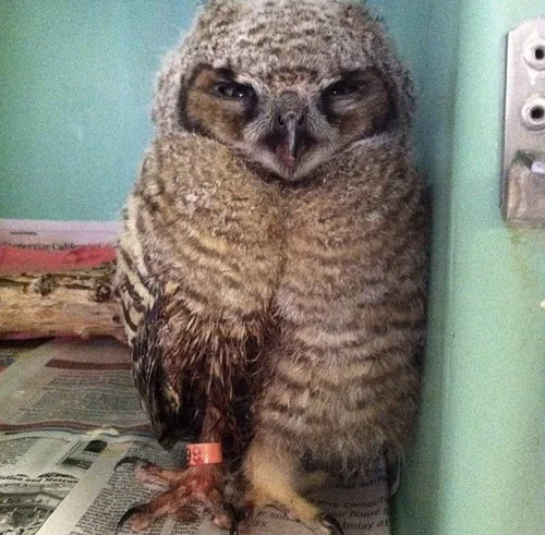 Rodenticides — Ojai Raptor Center