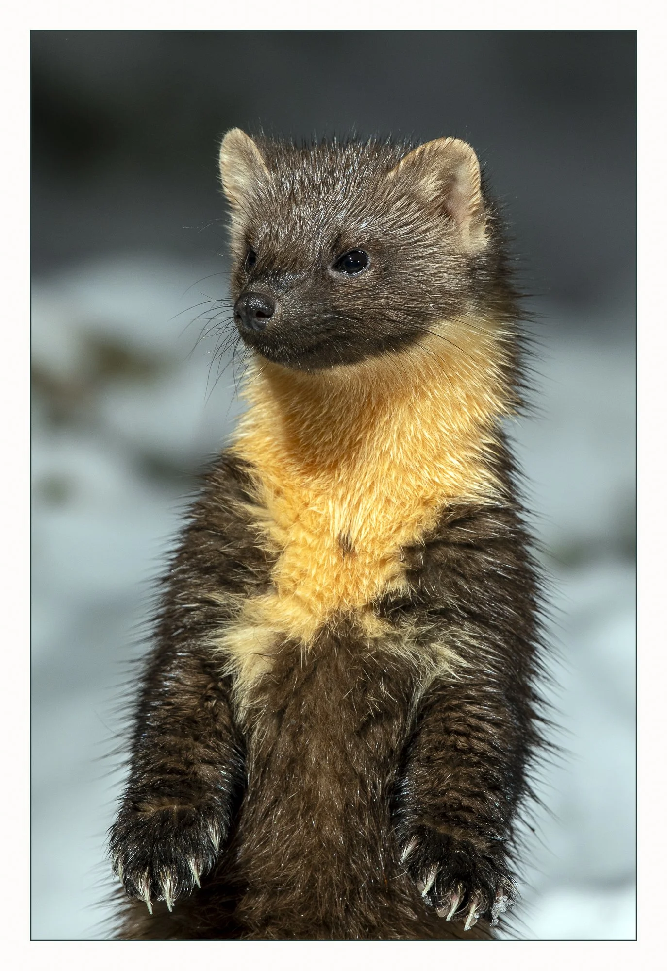 North Sea Tiger Photography
